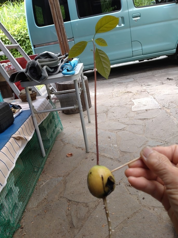 2024/6/27 アボカドを鉢へ: どうしバーバの徒然日記