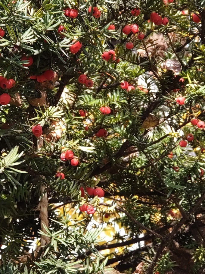 2024/11/5～9 北海道真狩ハウス訪問: どうしバーバの徒然日記